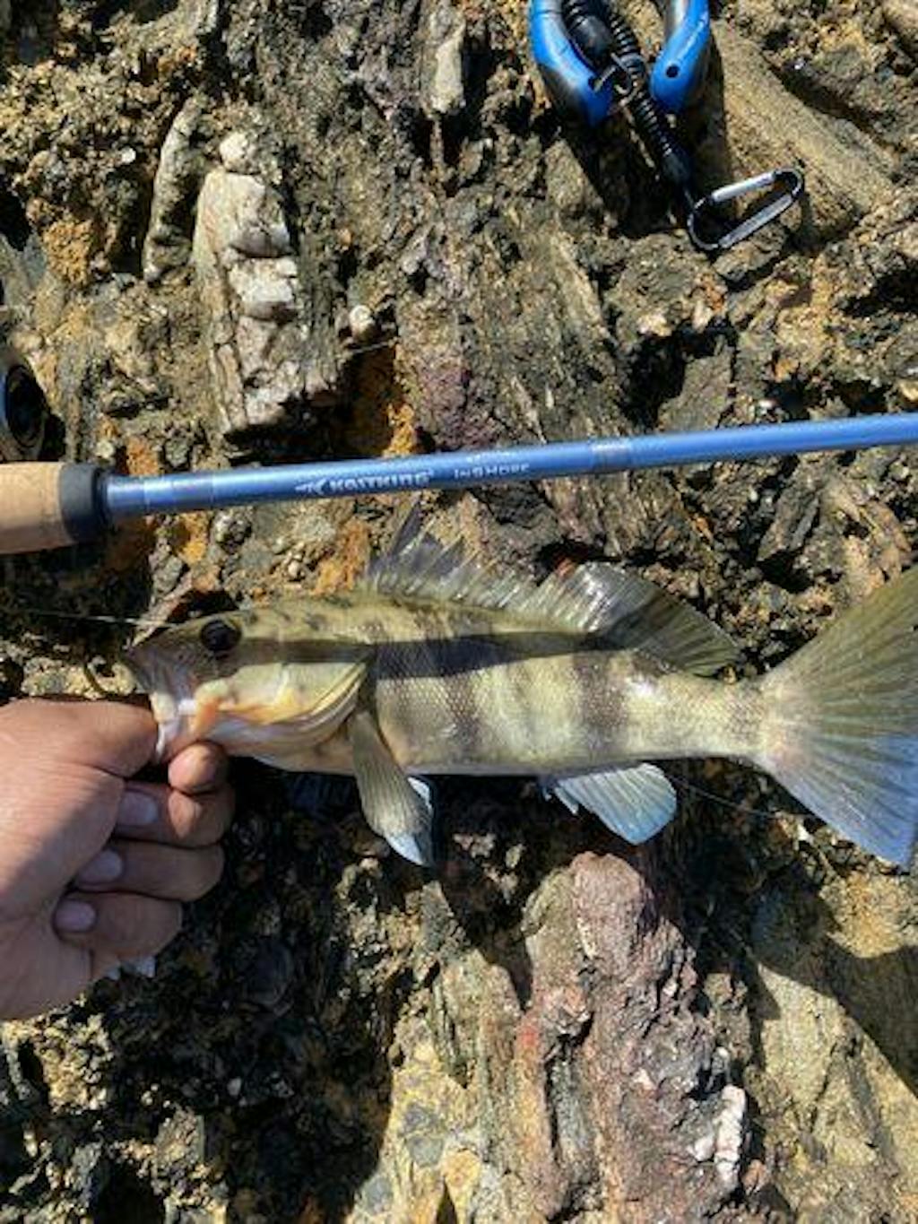 KastKing Estuary Inshore Saltwater Fishing Rods