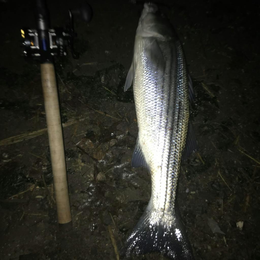 KastKing Rover Round Baitcasting Reel for big fish, Perfect ...