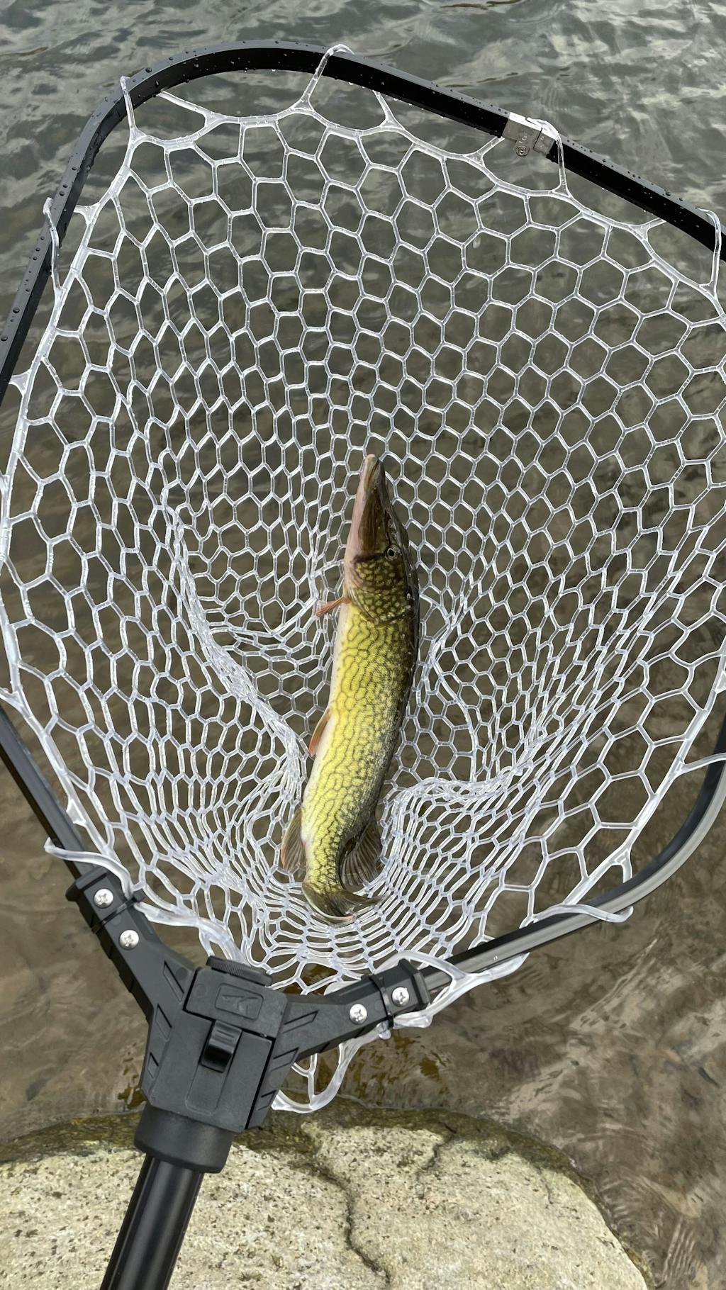 KastKing Brutus Foldable Extendable Fishing Net With Boat Hook