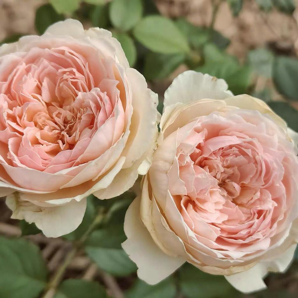 Masora Rose | Kate Roses