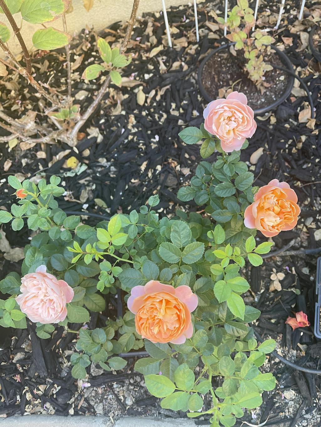 Juicy Terrazza Rose | Kate Roses