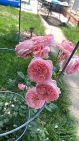 Corail Gelee Rose | Kate Roses