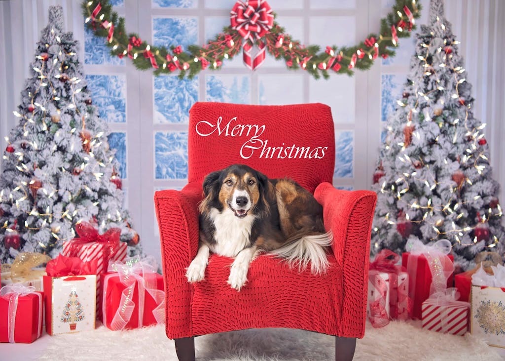 Kate Christmas Tree Winter White Window Backdrop For Photography