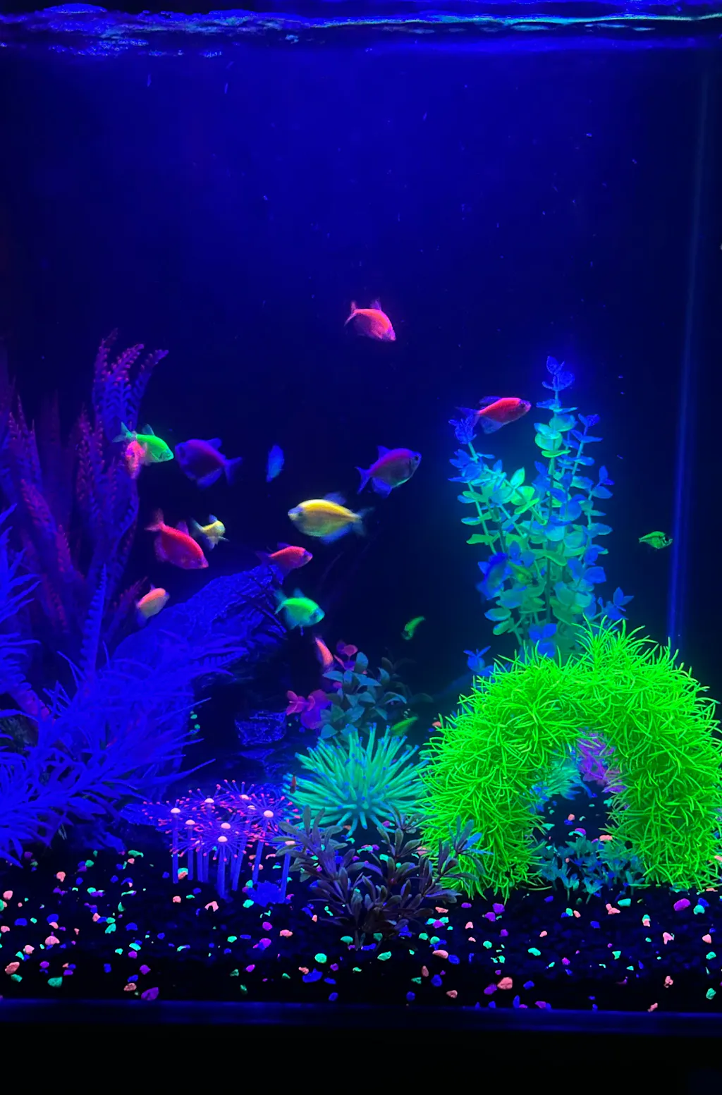 KaveMan Aquatics Shop