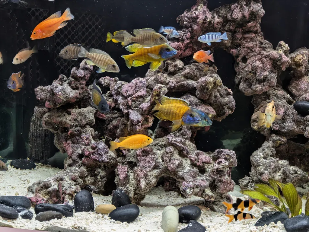KaveMan Aquatics Shop