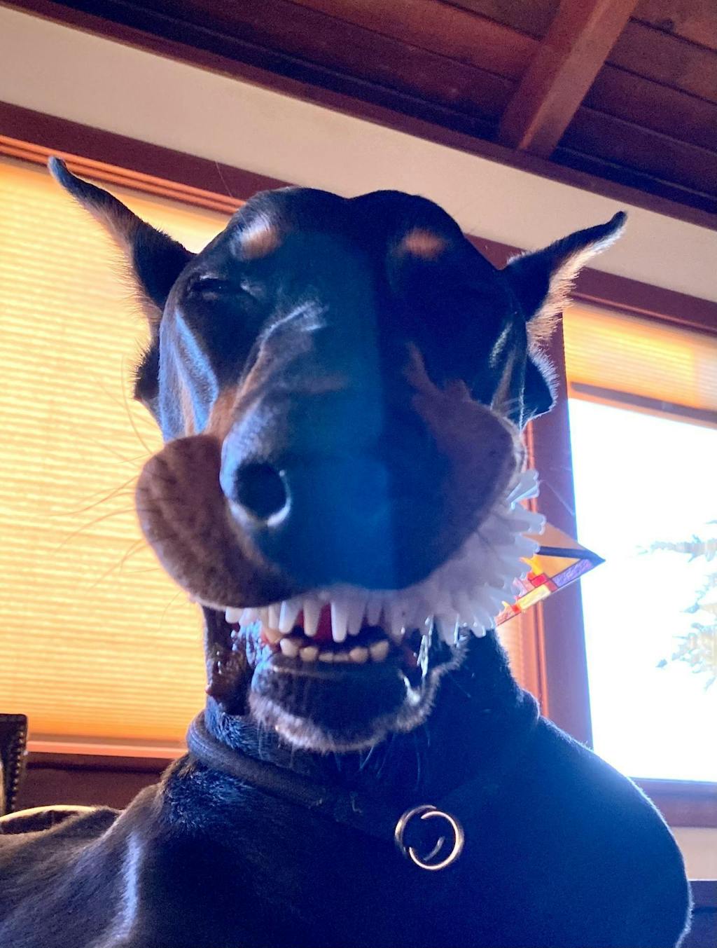 Kobe Chicken Dog Ball – Kikkerland Design Inc