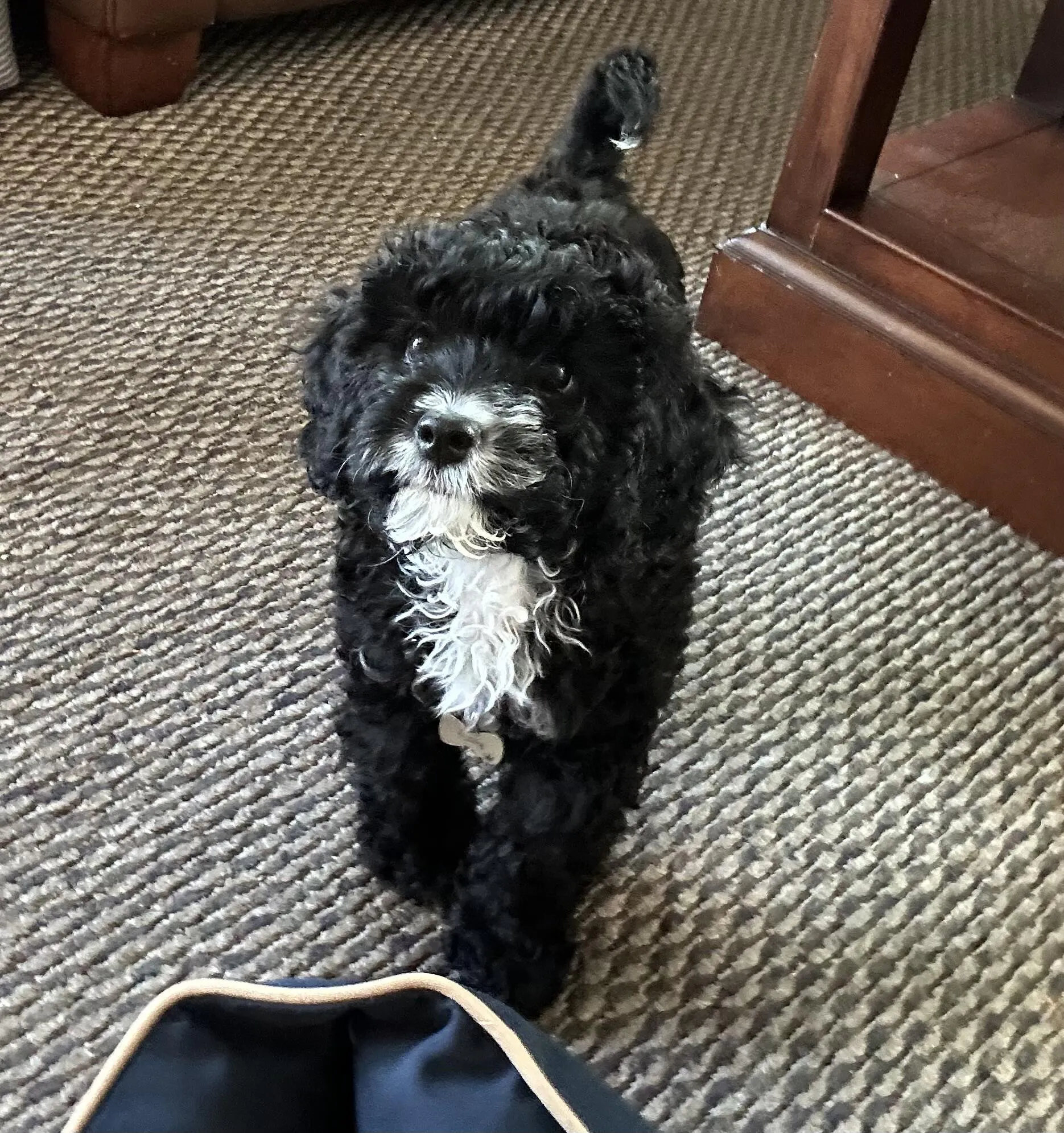 Wonder Walker - Body Harness - Dog Harness | King Duke's, Beaverton