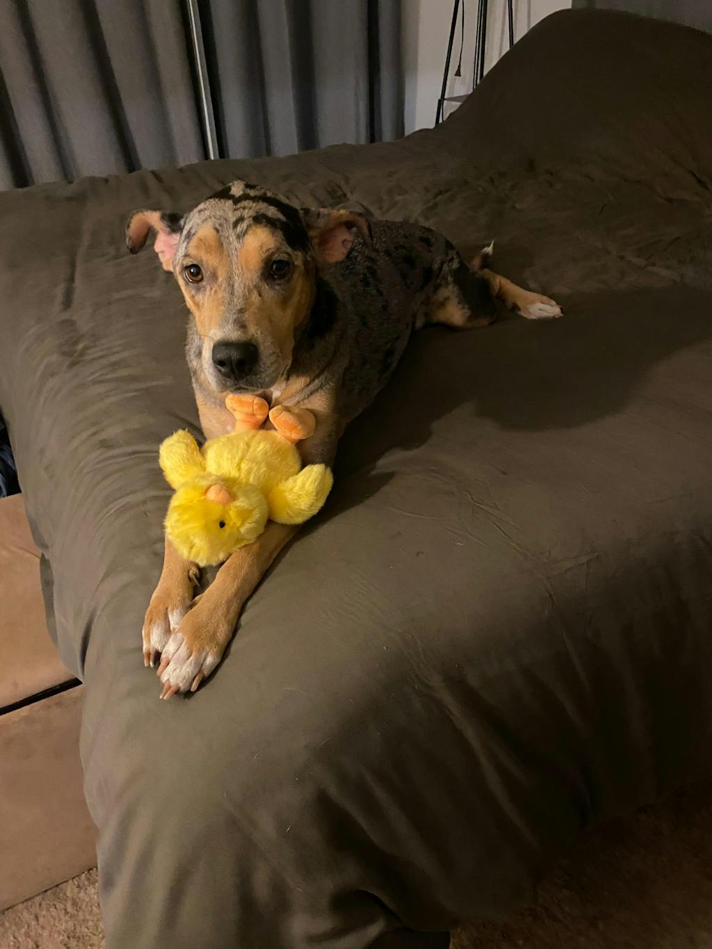 Fluff & Tuff Custom Designed Extra Tough Dog Toys | King Duke's