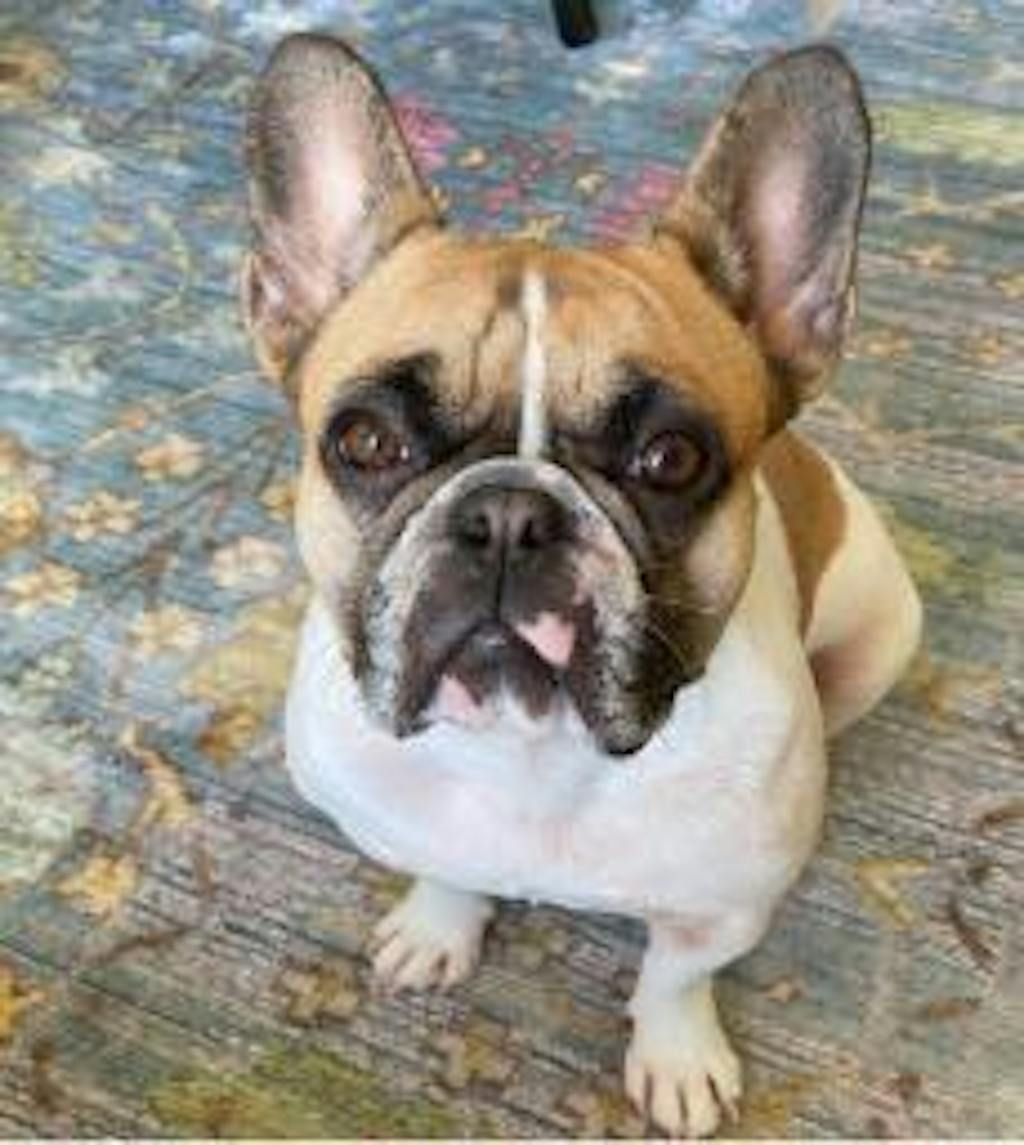 CBD FECO Oil Cancer Dosage for sale | CBD Syringe Online