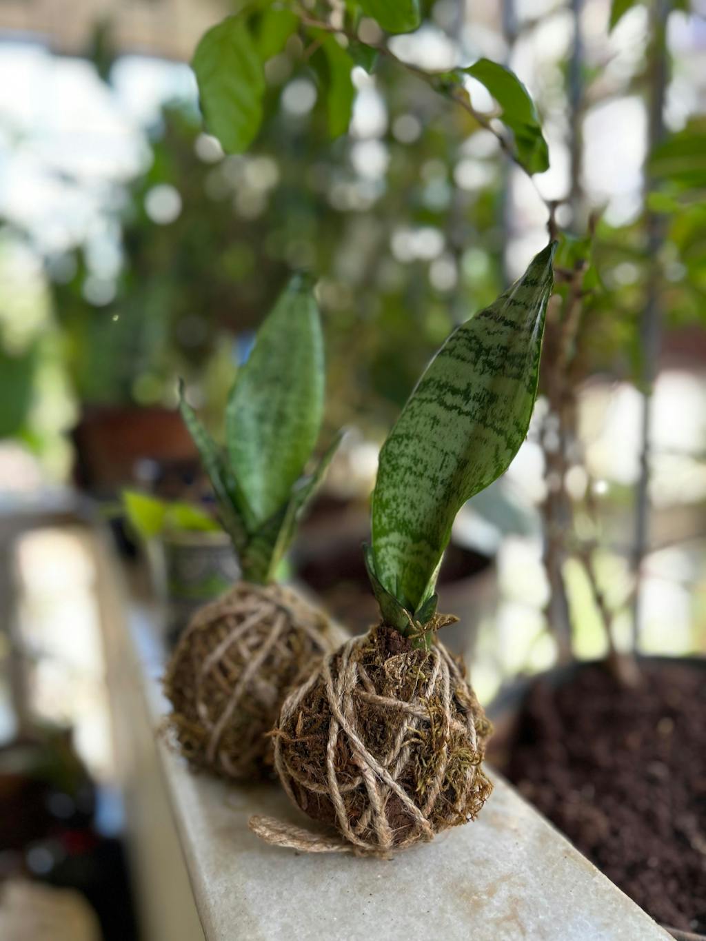 DIY Japanese Kokedama Kit | Fun Gardening DIY Kits | Kitsters