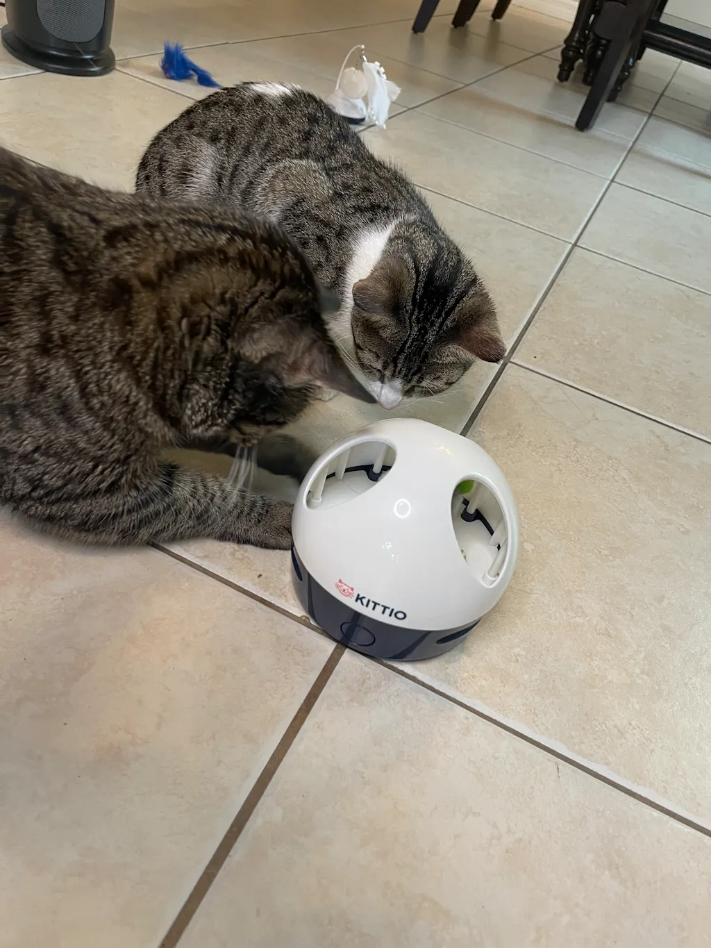 Wild Tumbler | Interactive Cat Toy | Kittio