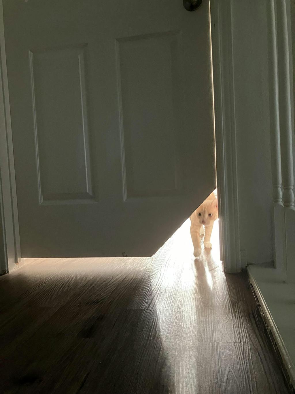 Kitty Korner® a New Kind of Cat Door – Kitty Korner Door