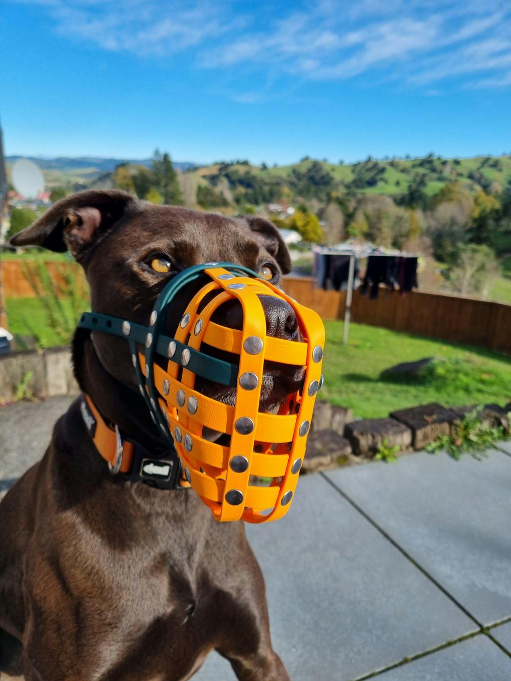 Dog Muzzle NZ – Kiwi Canine
