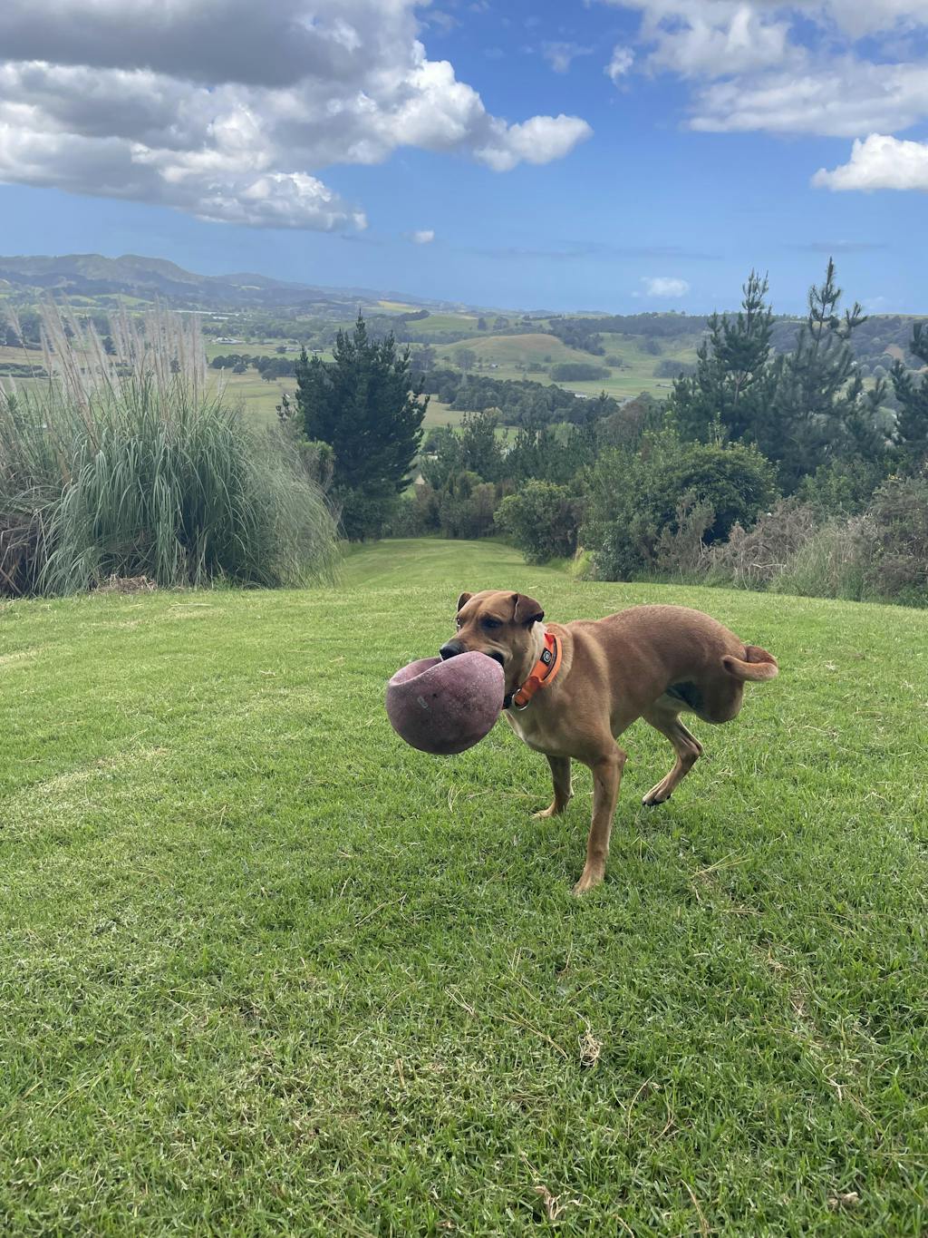 Kooky Kibble Grain-Free Dog Food | Perfect for Farm & Working Dogs ...