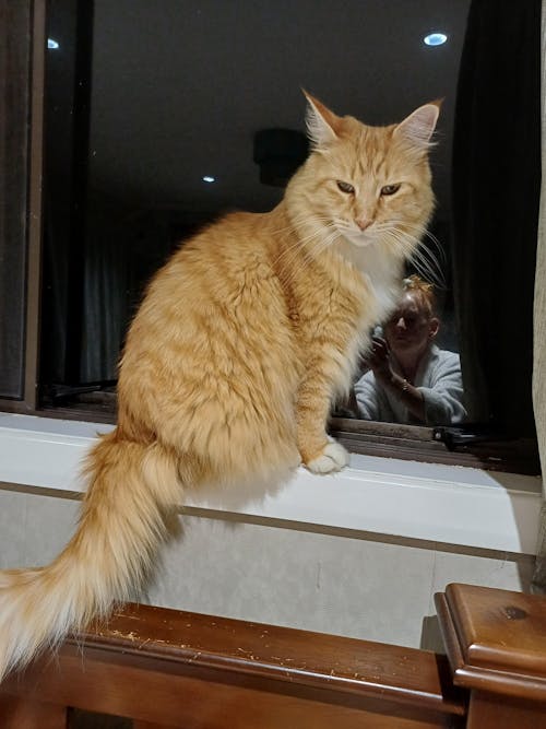 Find the Best Deals on Kooky Kibble: Affordable Dog & Cat Food NZ ...