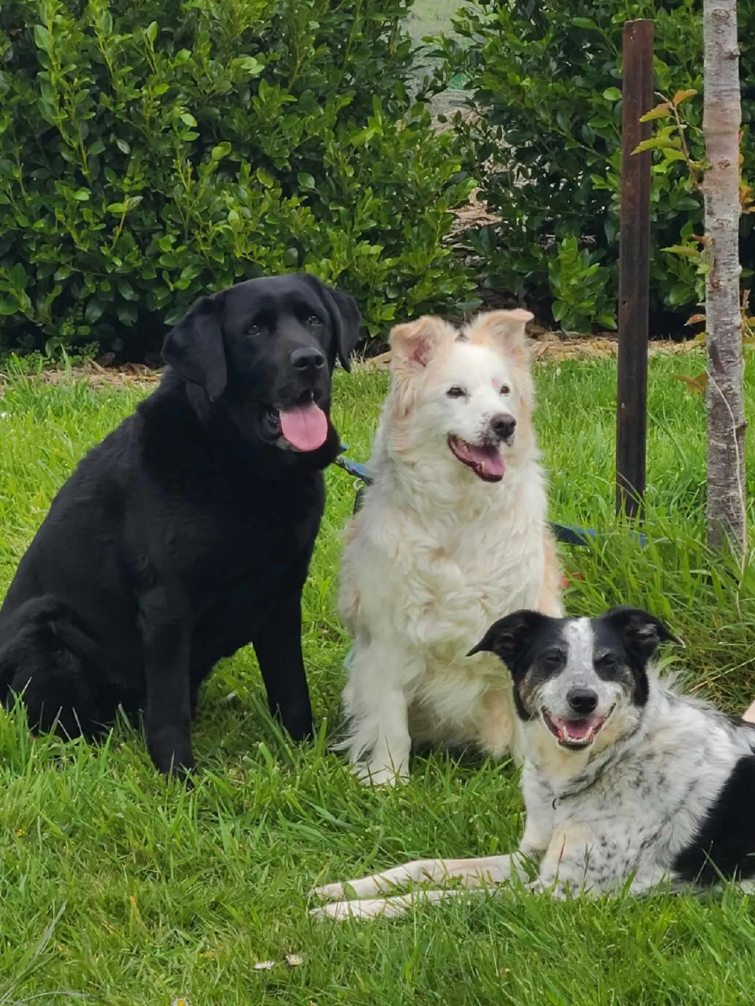Kooky Kibble Grain-Free Dog Food | Perfect for Farm & Working Dogs ...