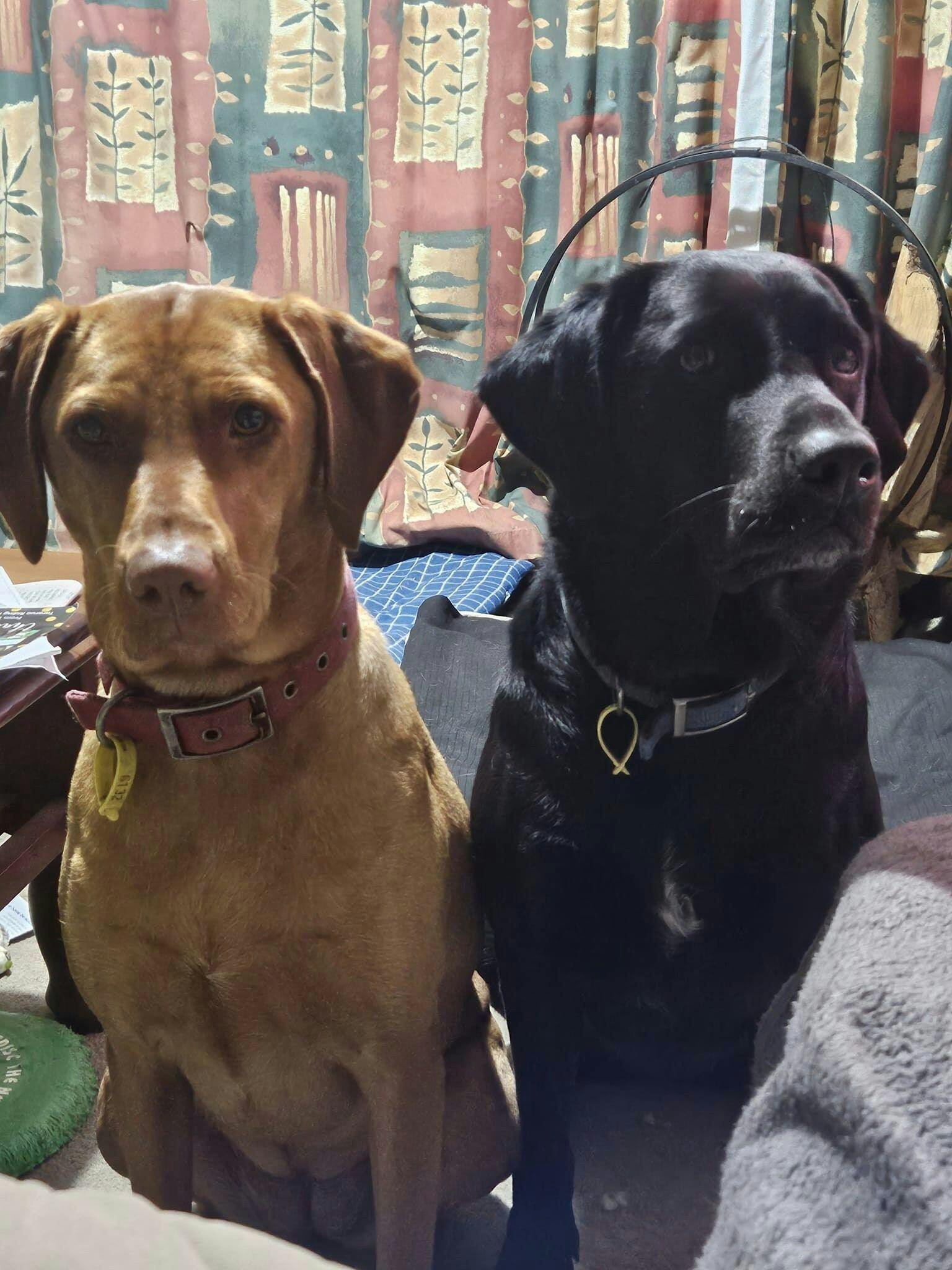 Kooky Kibble Grain-Free Dog Food | Perfect for Farm & Working Dogs ...