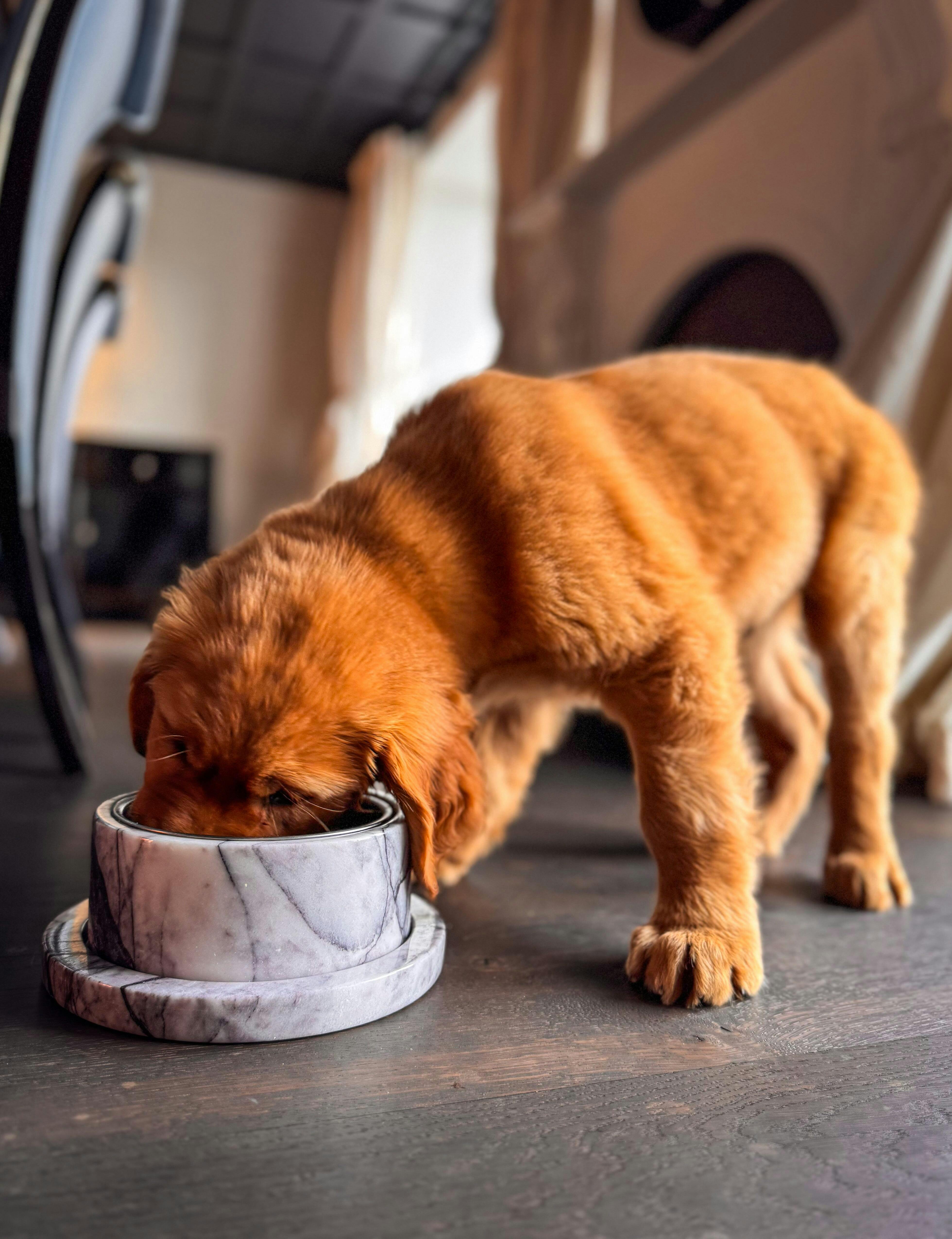 Aesthetic Dog Crate Furniture | Koozi Pets – Tagged "Surface Top ...