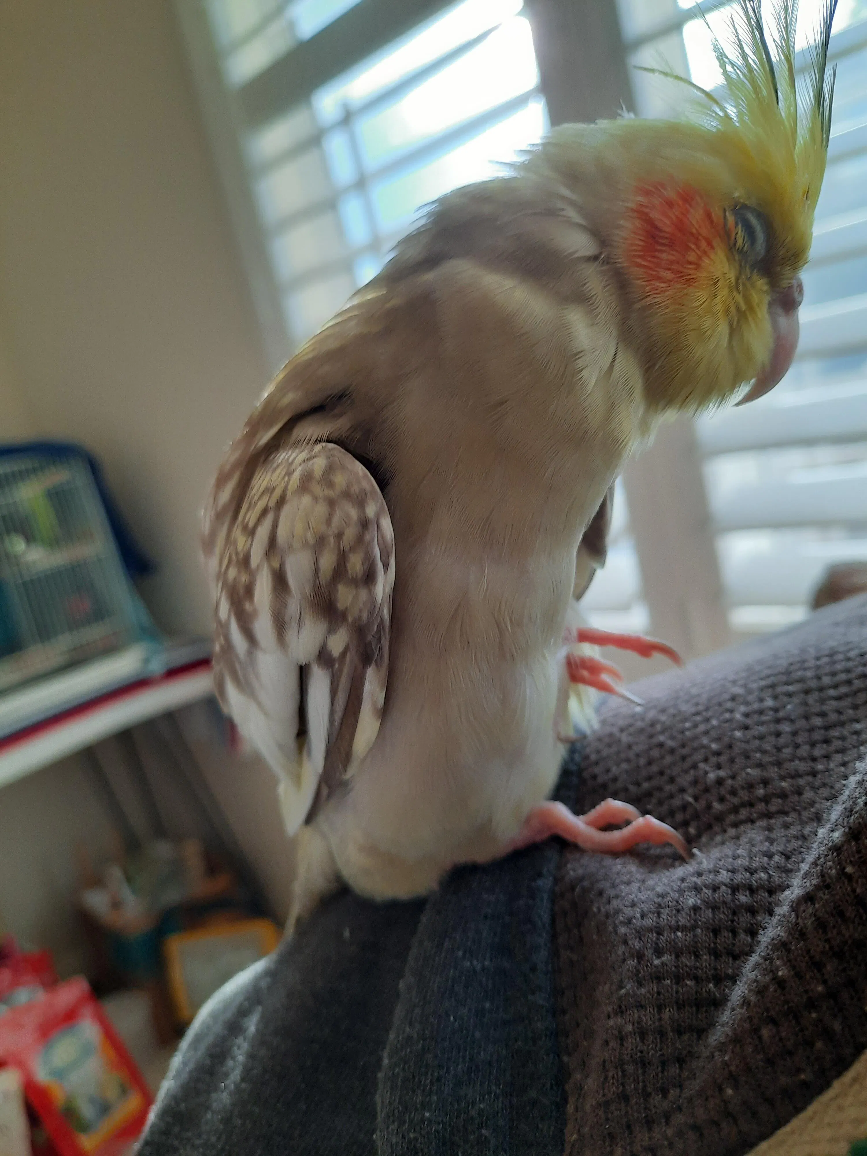 Senior Bird Nutri-Berries for Parakeet & Cockatiel – Lafeber Company