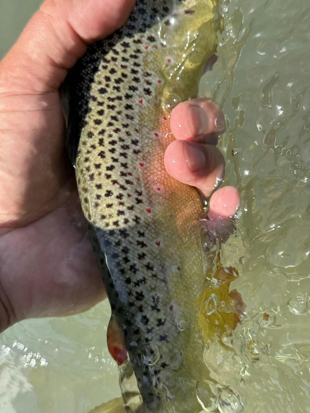 Liquid Outfit W/ Fly Line, Leader and Backing