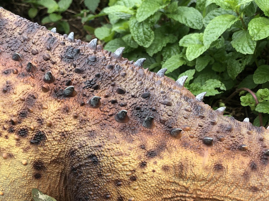 HAOLONGGOOD 1:35 Scale Argentinosaurus Model – Lana Time Shop