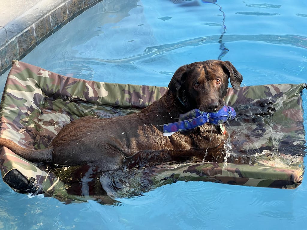 Lazy Dog Lounger Water Raft – Lazy Dog Loungers