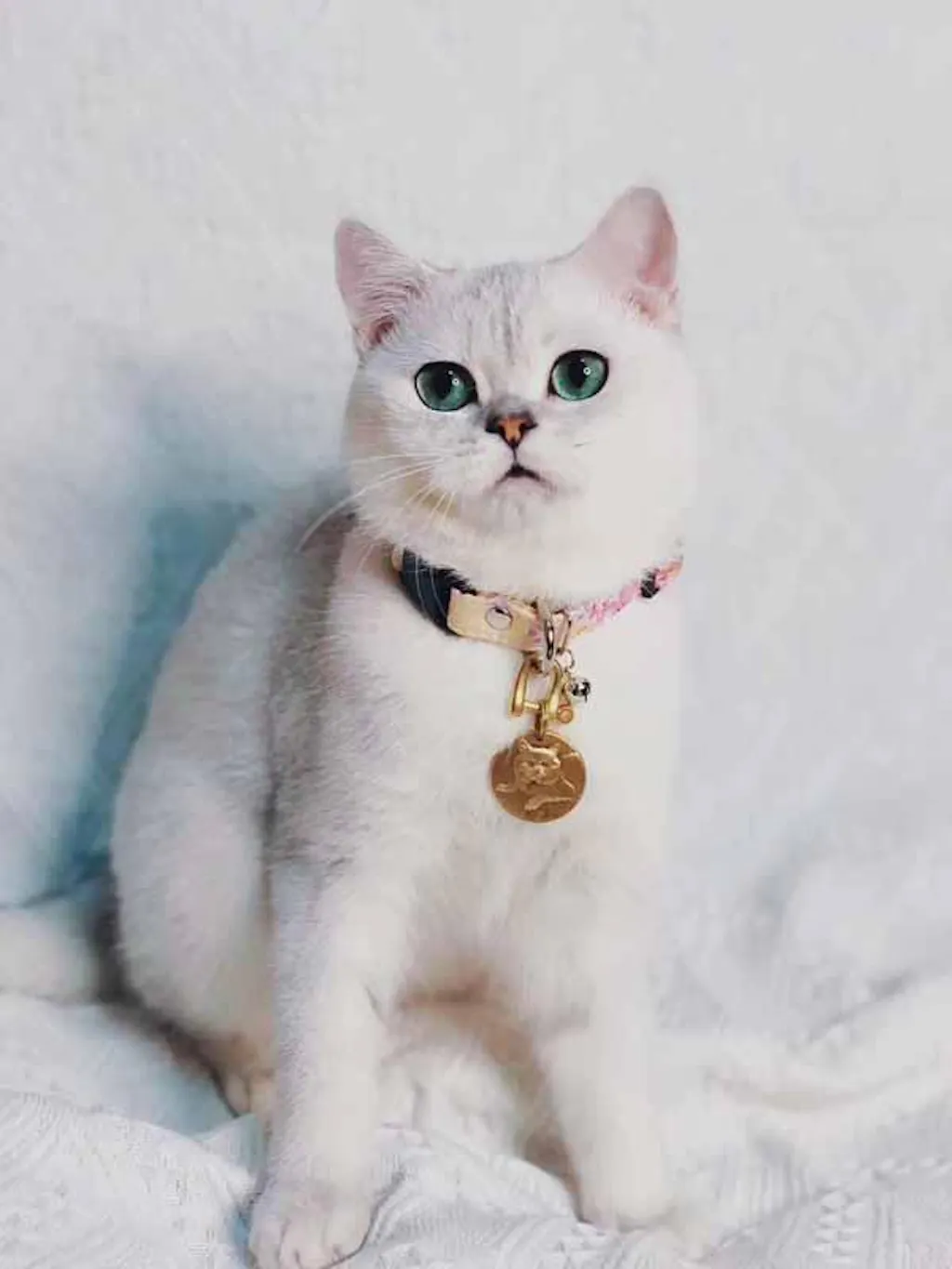 3D Custom Cat ID Tags | Lepeto