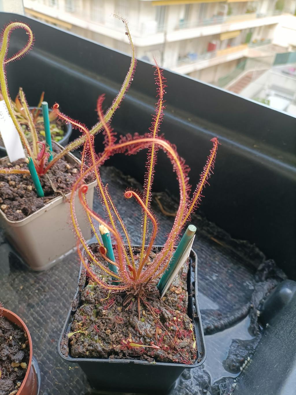 Drosera filiformis 'red' - plante carnivore
