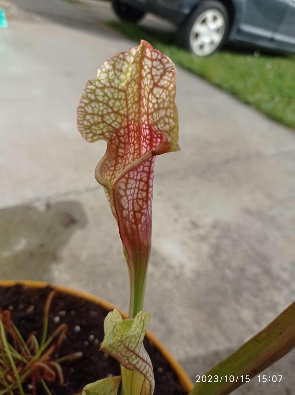 Sarracenia ‘Juthatip Soper’ - Les Dents de la Terre