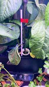 Smart Gardening, Watering, Hydroponic – LetPot's garden