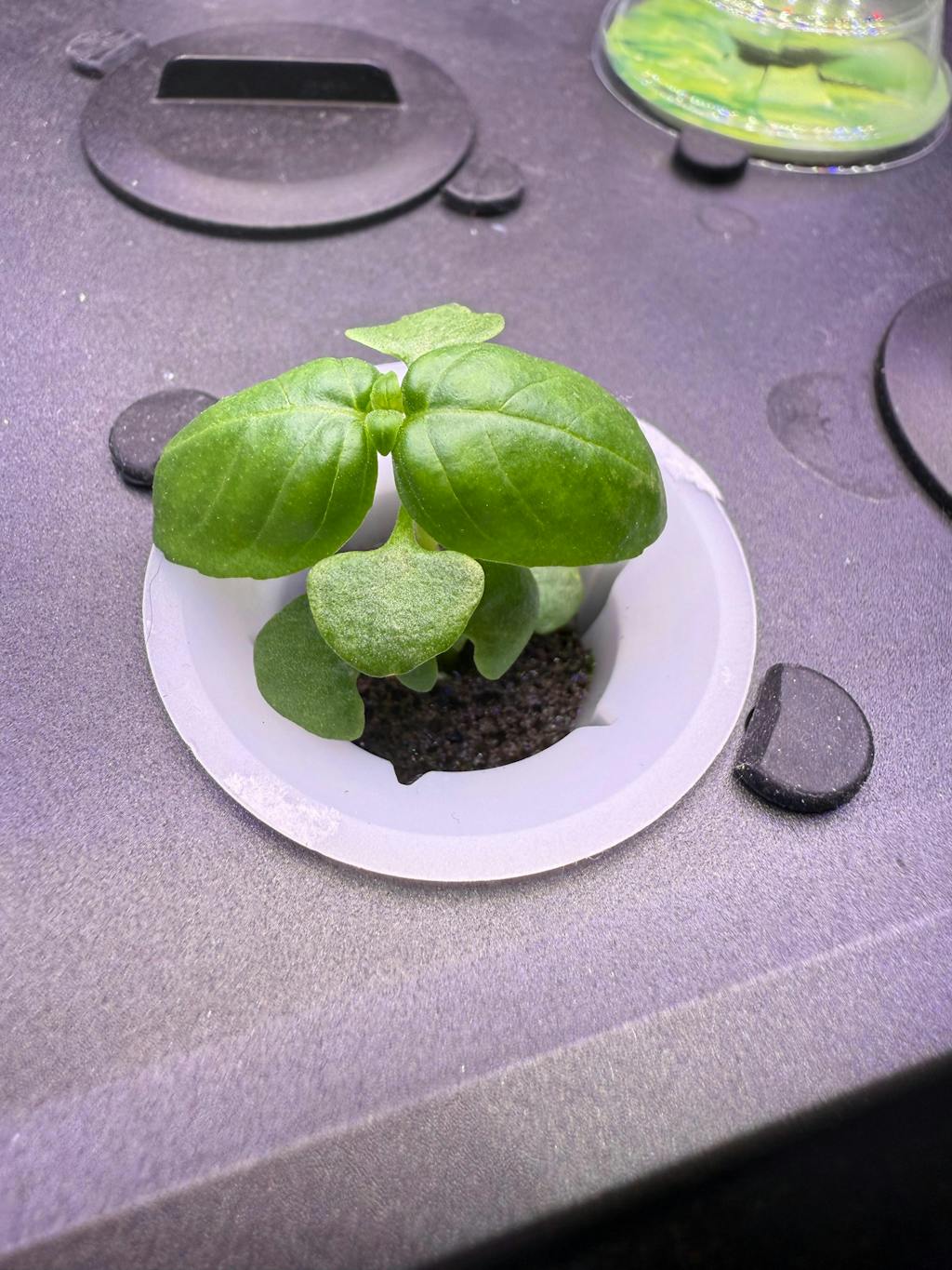 LetPot Max 21-Pod Hydroponics System, a 4-1 Hydroponics Grow System ...