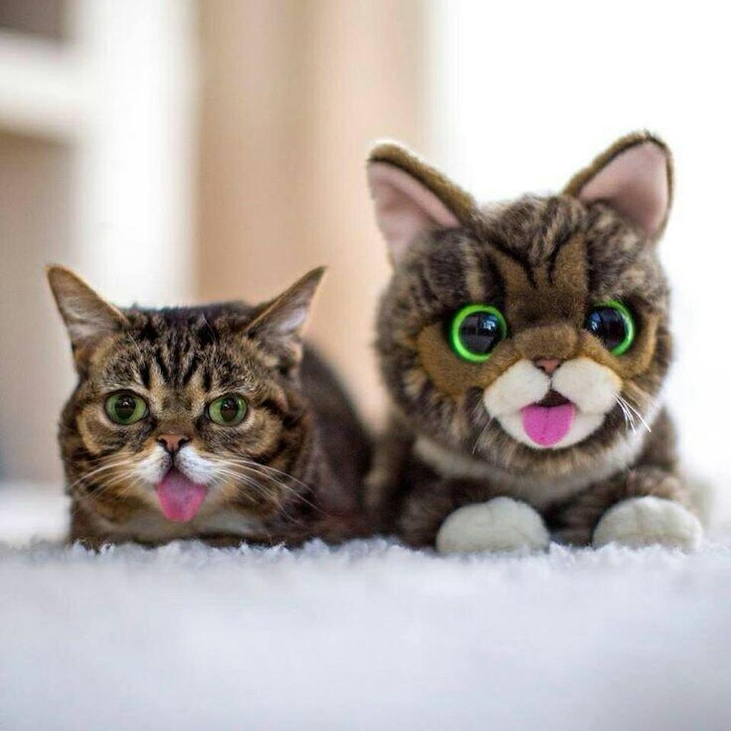 The Original Lil BUB Plush Toy