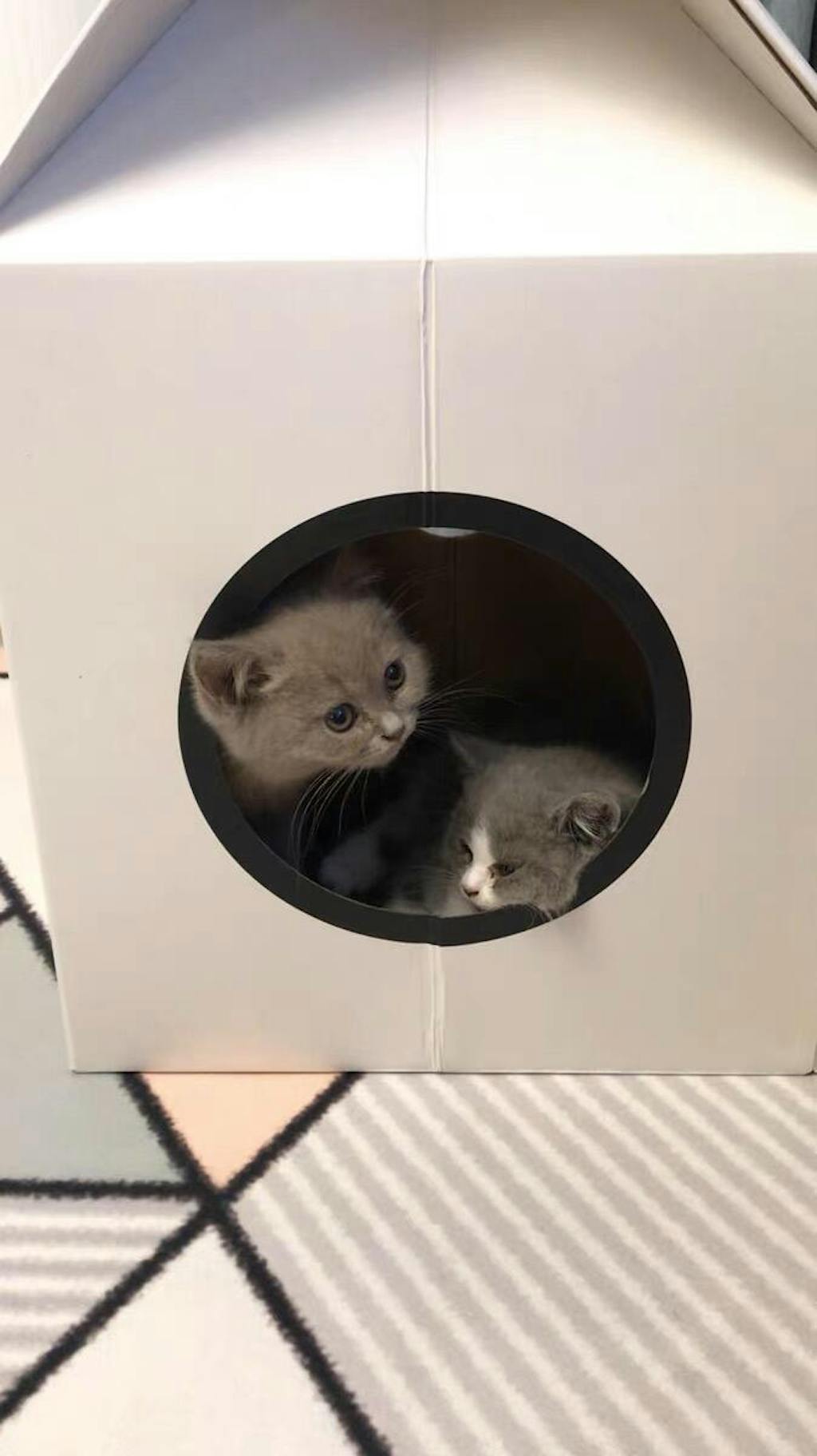 Cat Scratcher Milk Box House With Scratching Pad