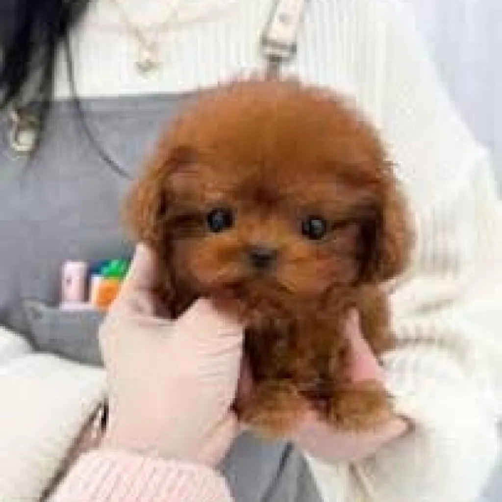 Buddy Robot Puppy | Realistic Toy Dog with Smart Features – Little ...