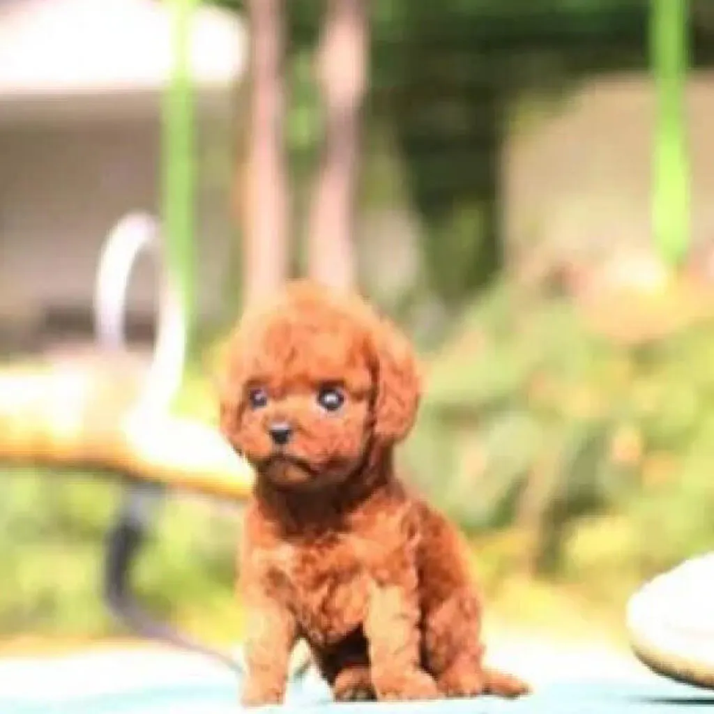 Buddy Robot Puppy | Realistic Toy Dog with Smart Features – Little ...