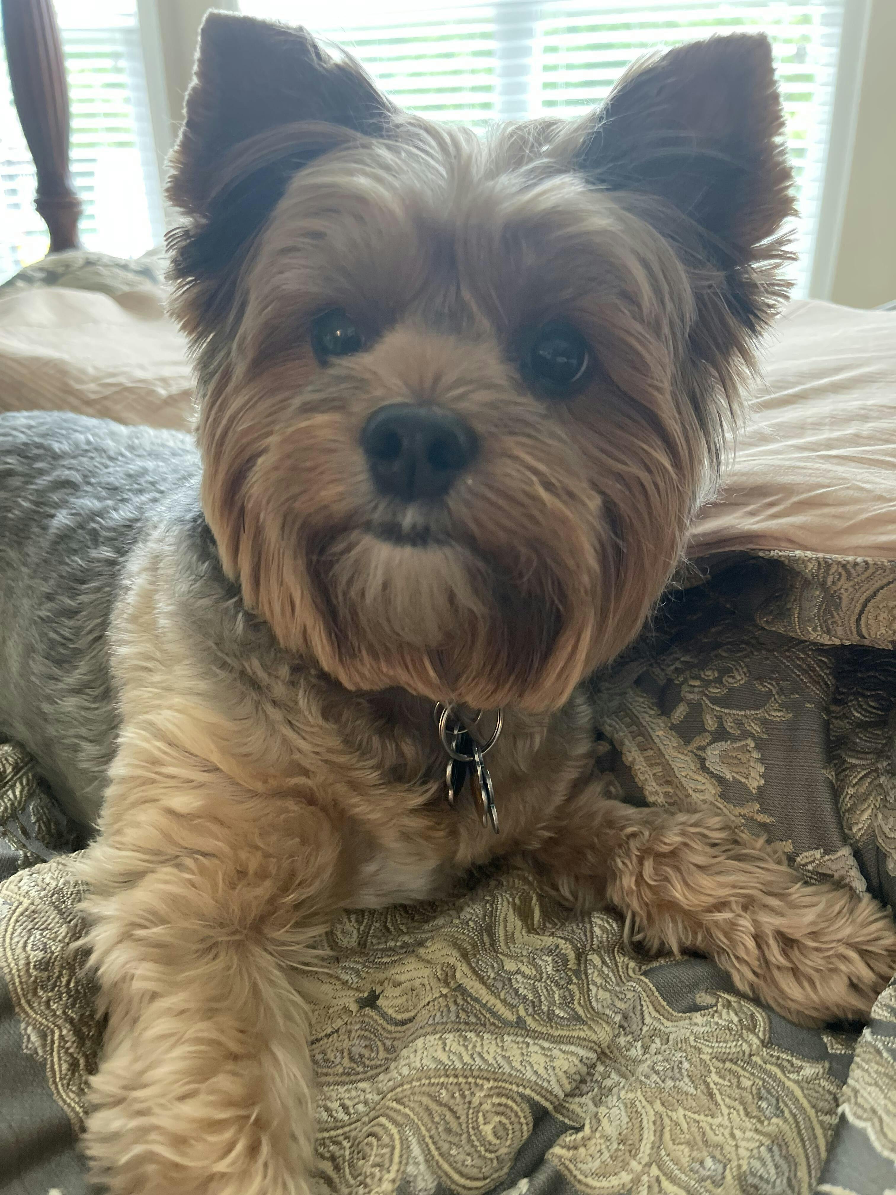 Ready-to-eat Raw Chicken Recipe – Little Hunter