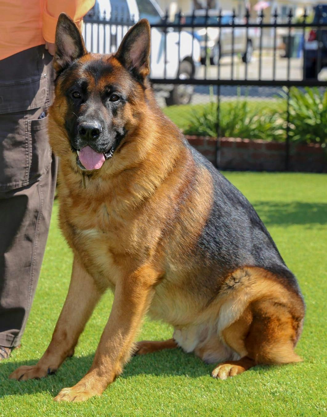 Ready-to-eat Raw Beef Recipe – Little Hunter