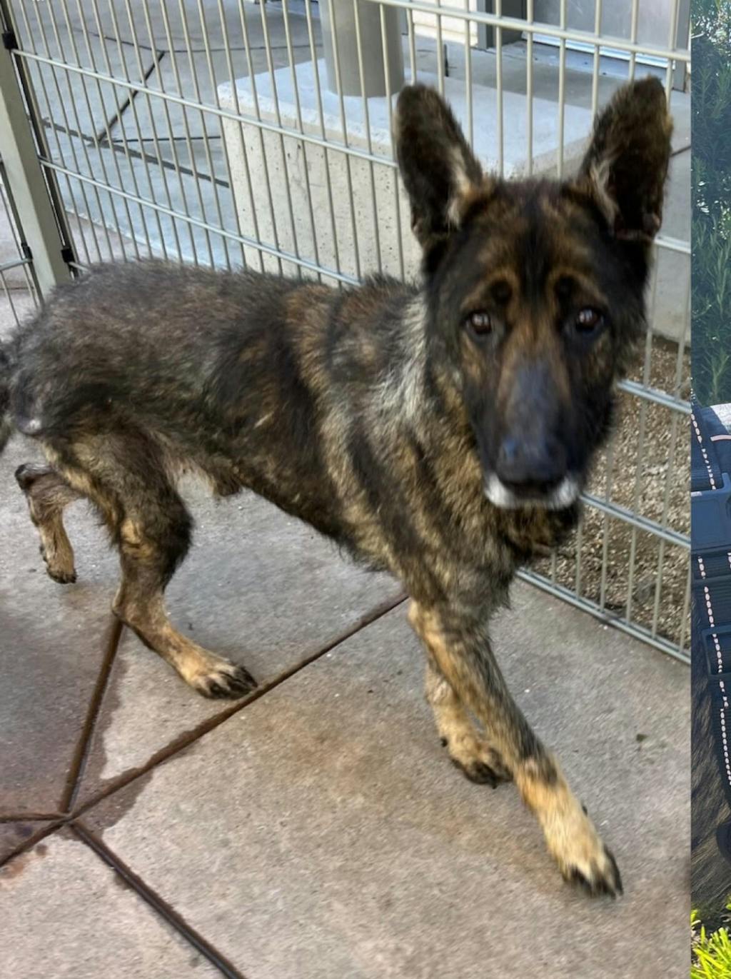 Ready-to-eat Raw Beef Recipe – Little Hunter