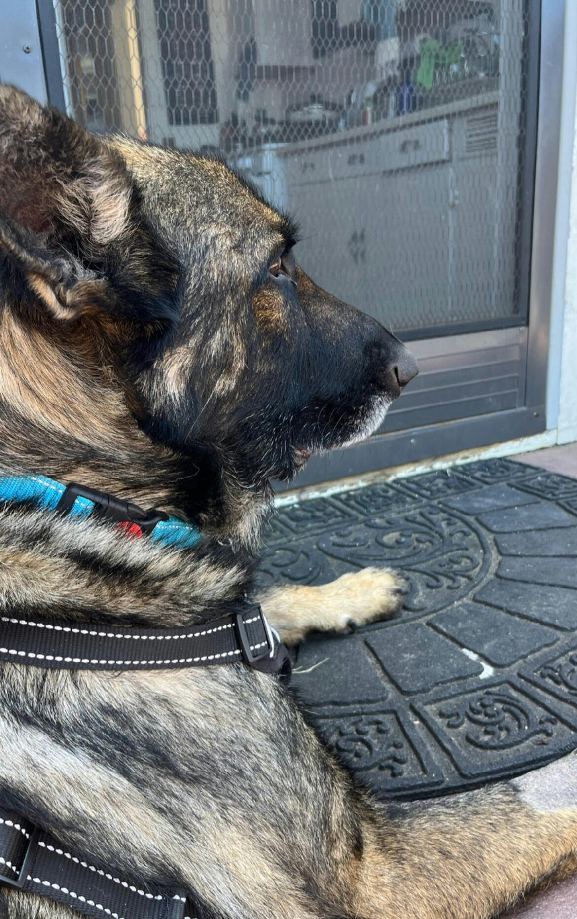 Ready-to-eat Raw Beef Recipe – Little Hunter