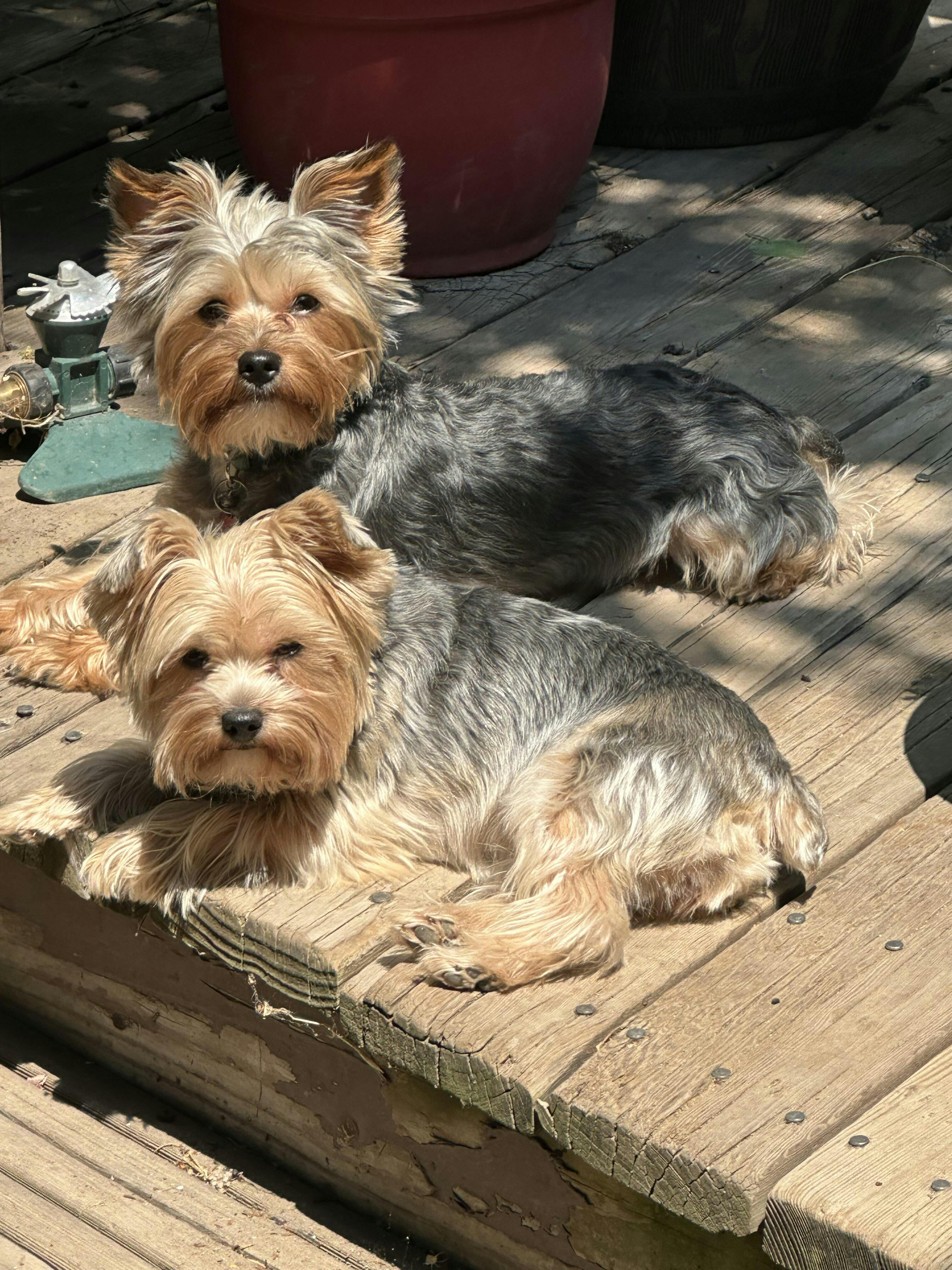 Ready-to-eat Raw Beef Recipe – Little Hunter