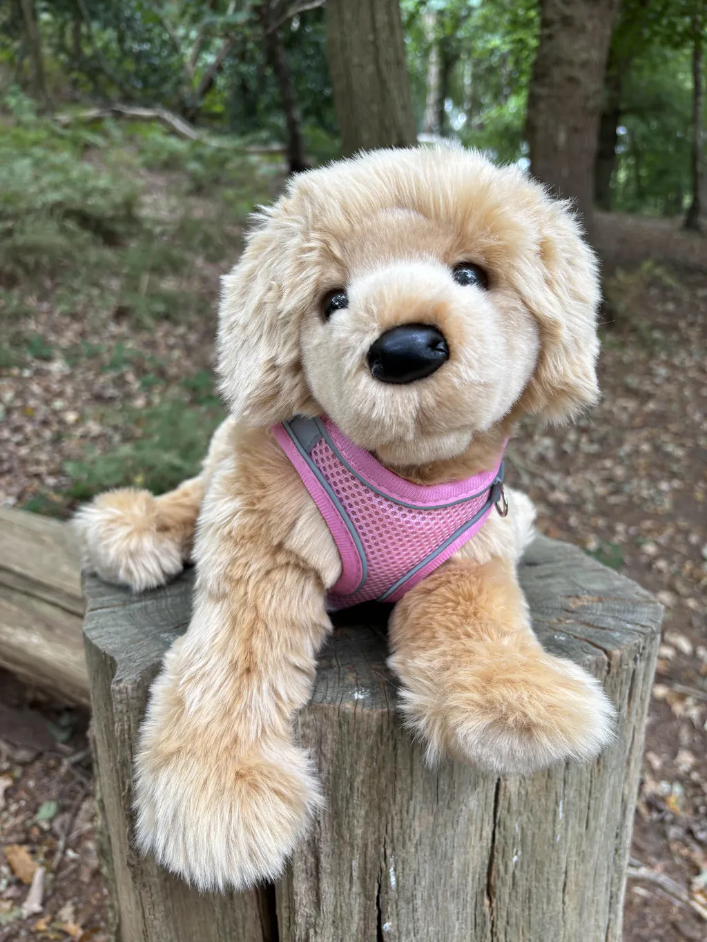 Bella Golden Retriever | Douglas Dog – Little Paws Plushies