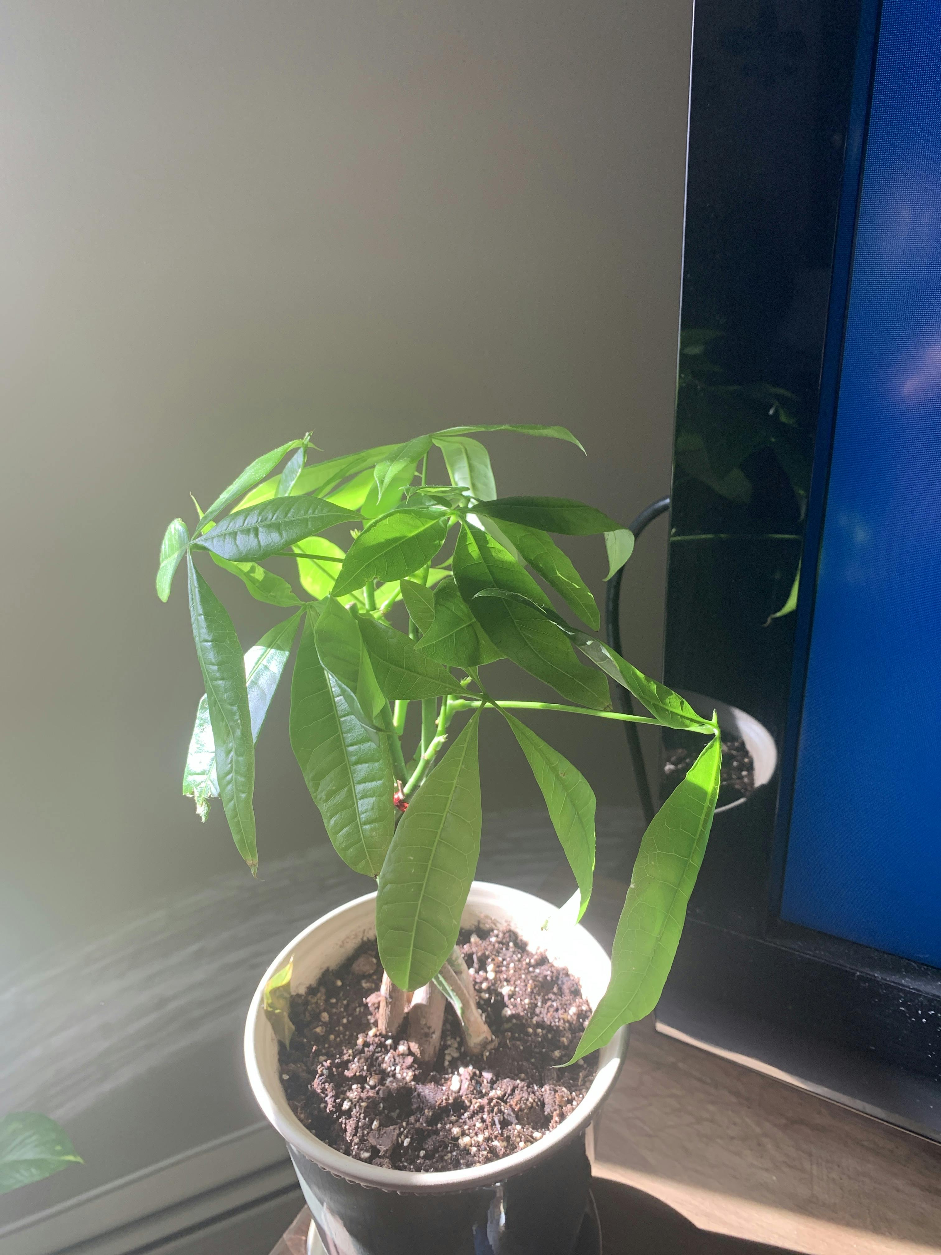 Healthy Money Tree Roots The Money Tree Also Known As The Jade Plant Friendship Tree And