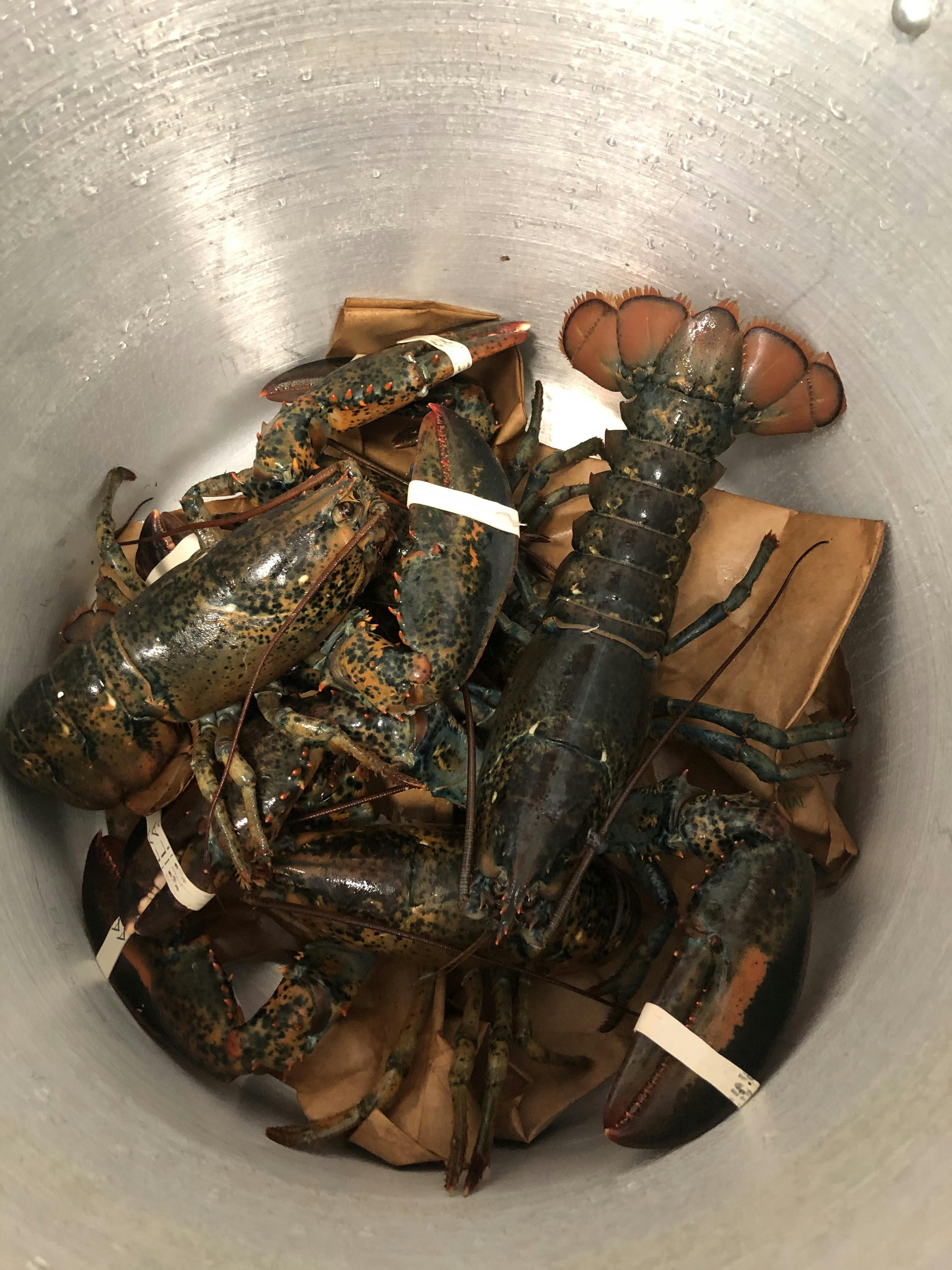 Buy Live 1 1/2 lb lobster Online | Live Lobster Shipped