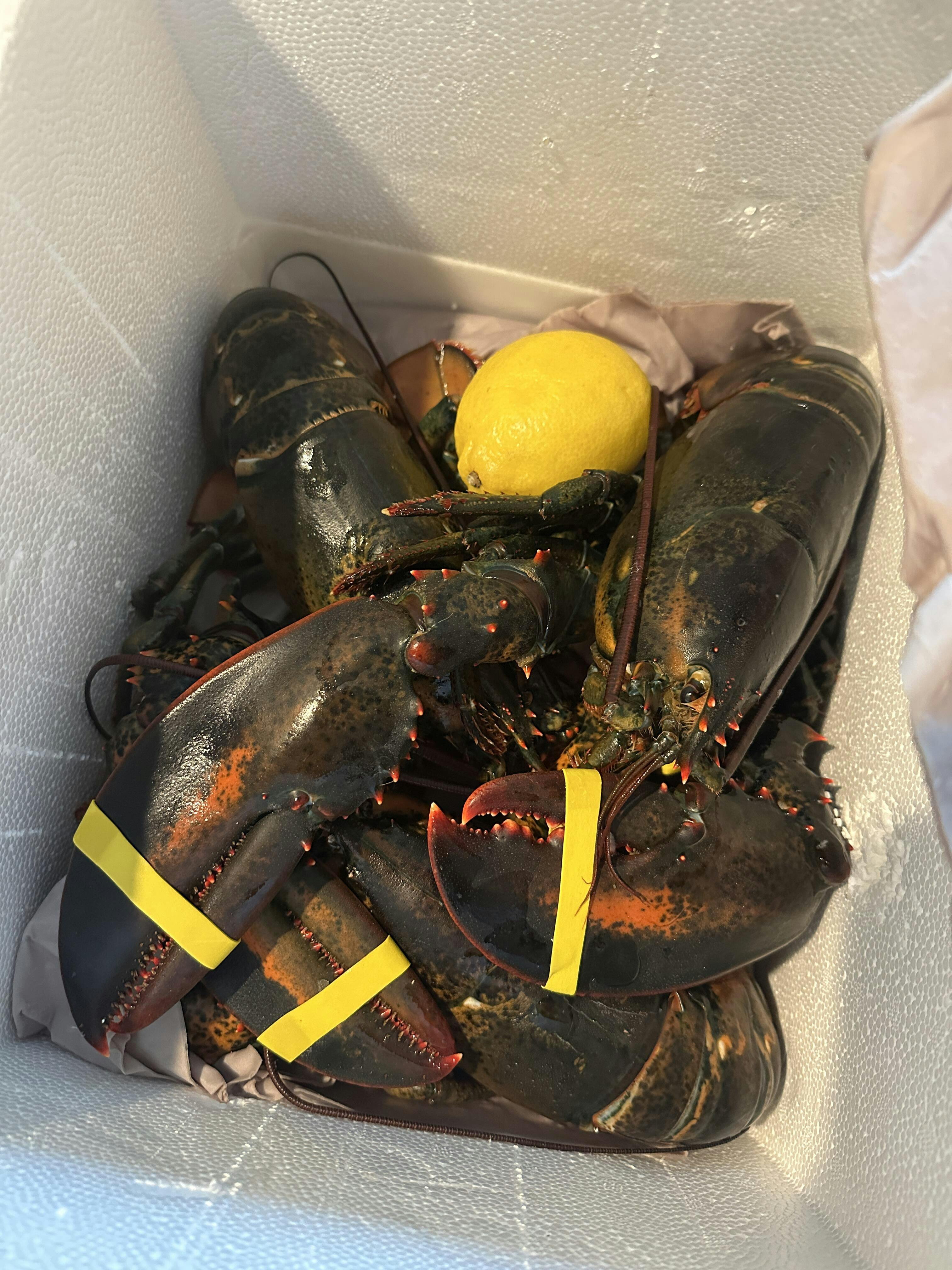 Giant Lobster | Buy a Big Lobster Online | Live Lobster 5-6 lbs from Maine