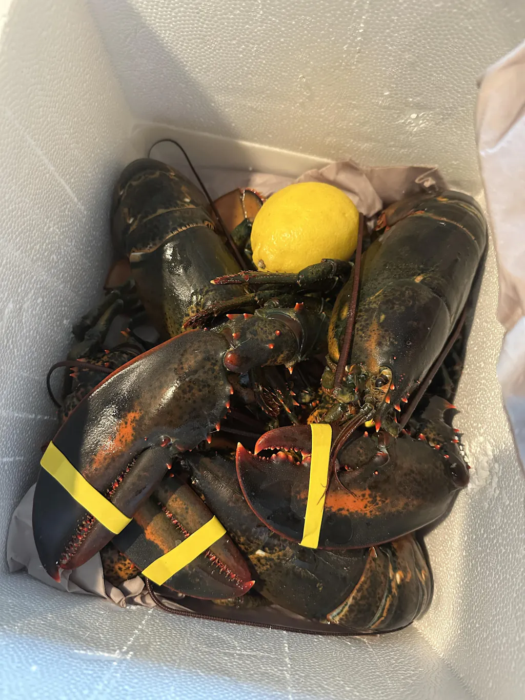 Giant Lobster | Buy a Big Lobster Online | Live Lobster 5-6 lbs from Maine