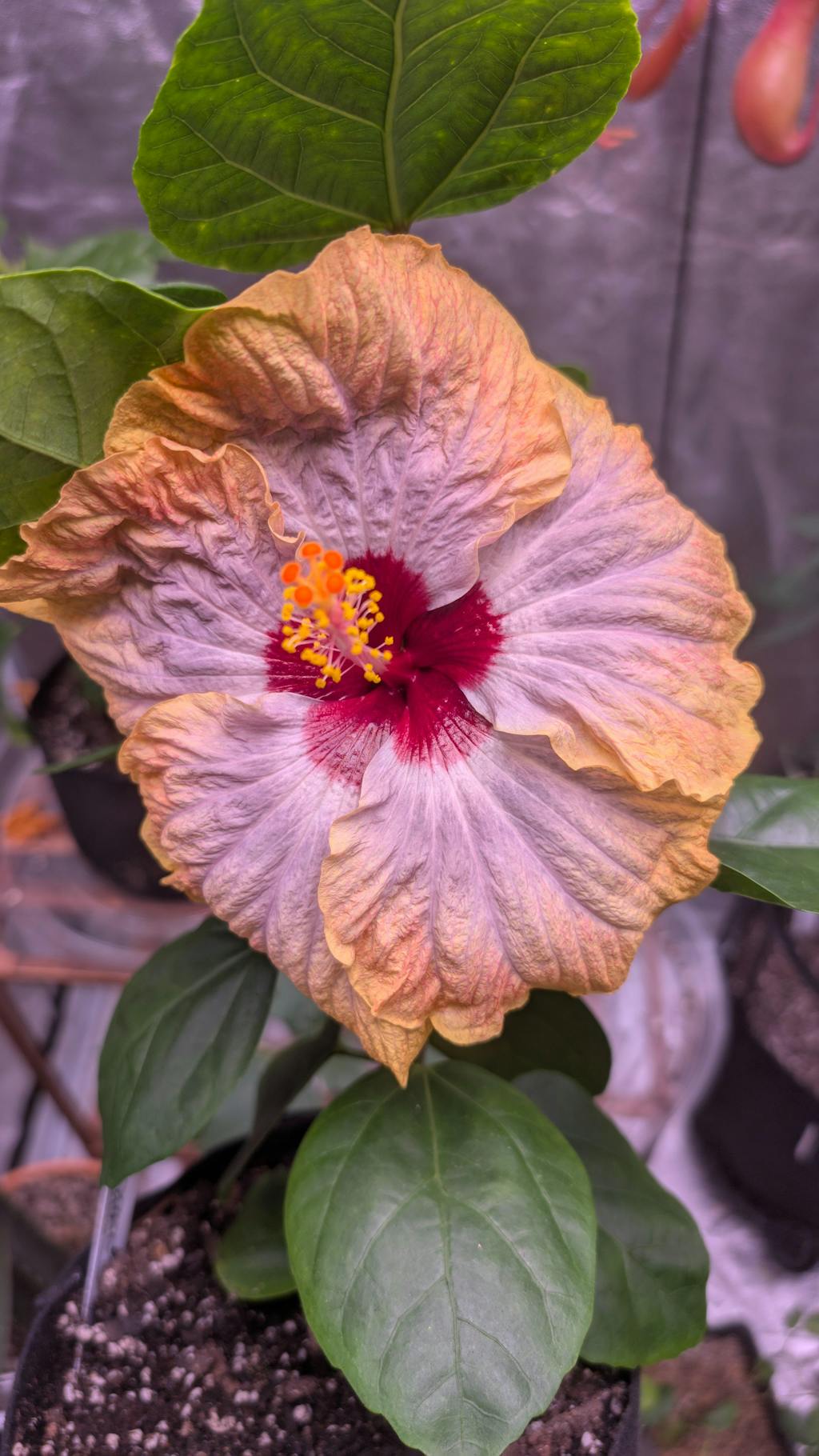 Hibiscus 'Voodoo Queen' For Sale – Logee's Plants