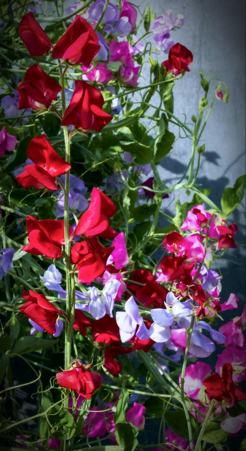 Grosafe Groventive - Systemic Insecticide for Aphids, Mealybugs, Mites ...