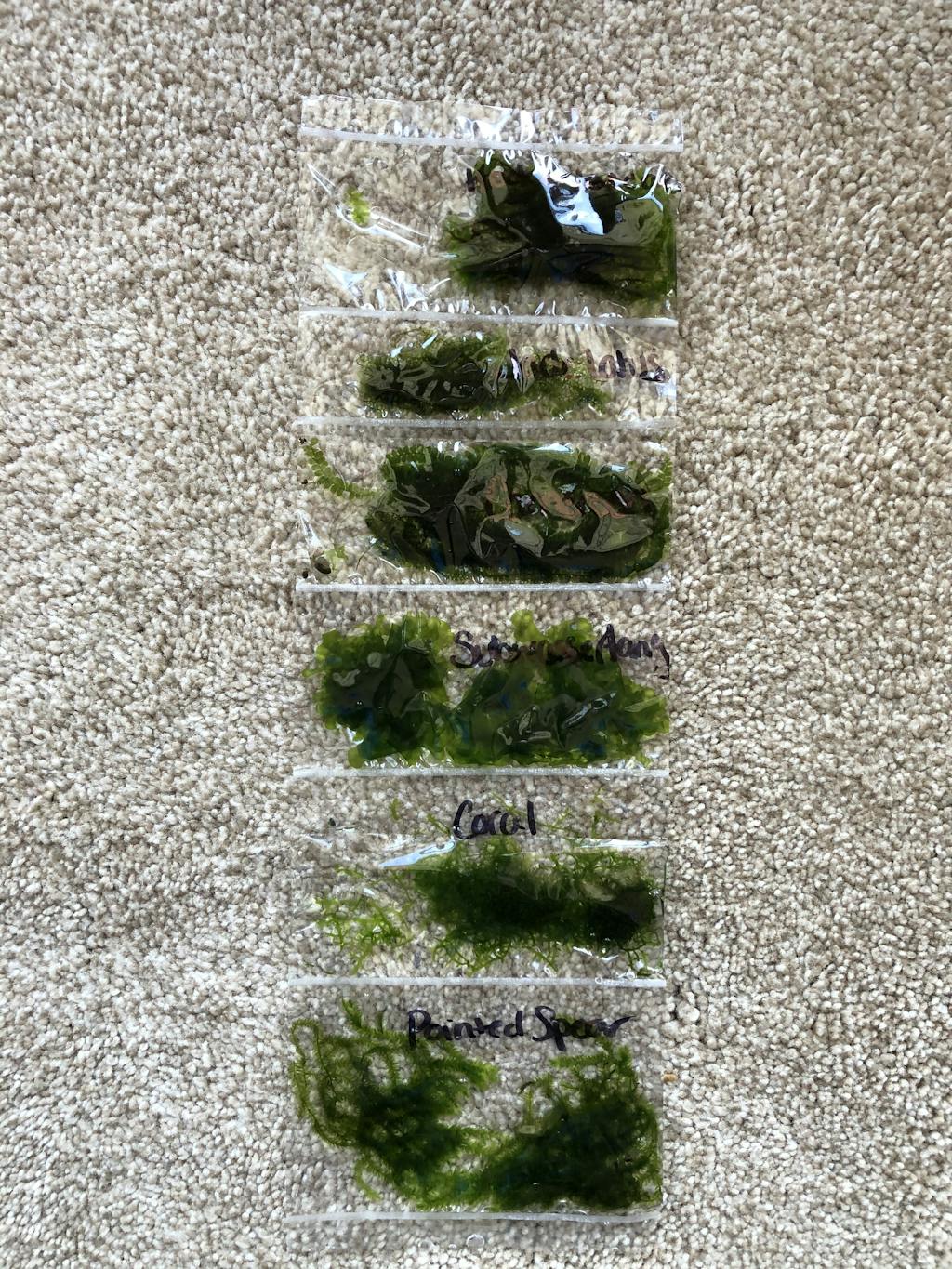 Moss Variety Pack - Lucky Aquatics