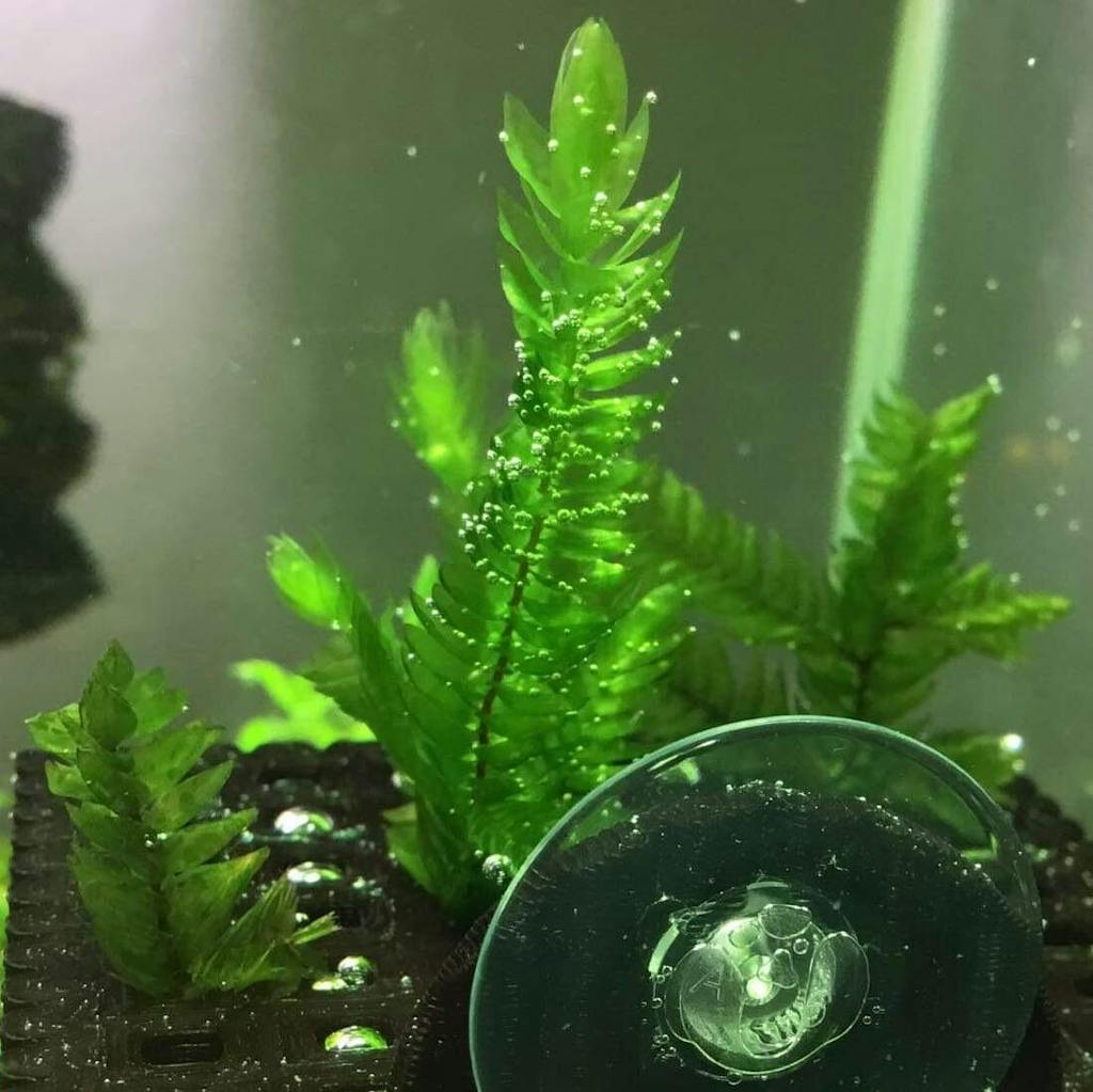 Moss Variety Pack - Lucky Aquatics