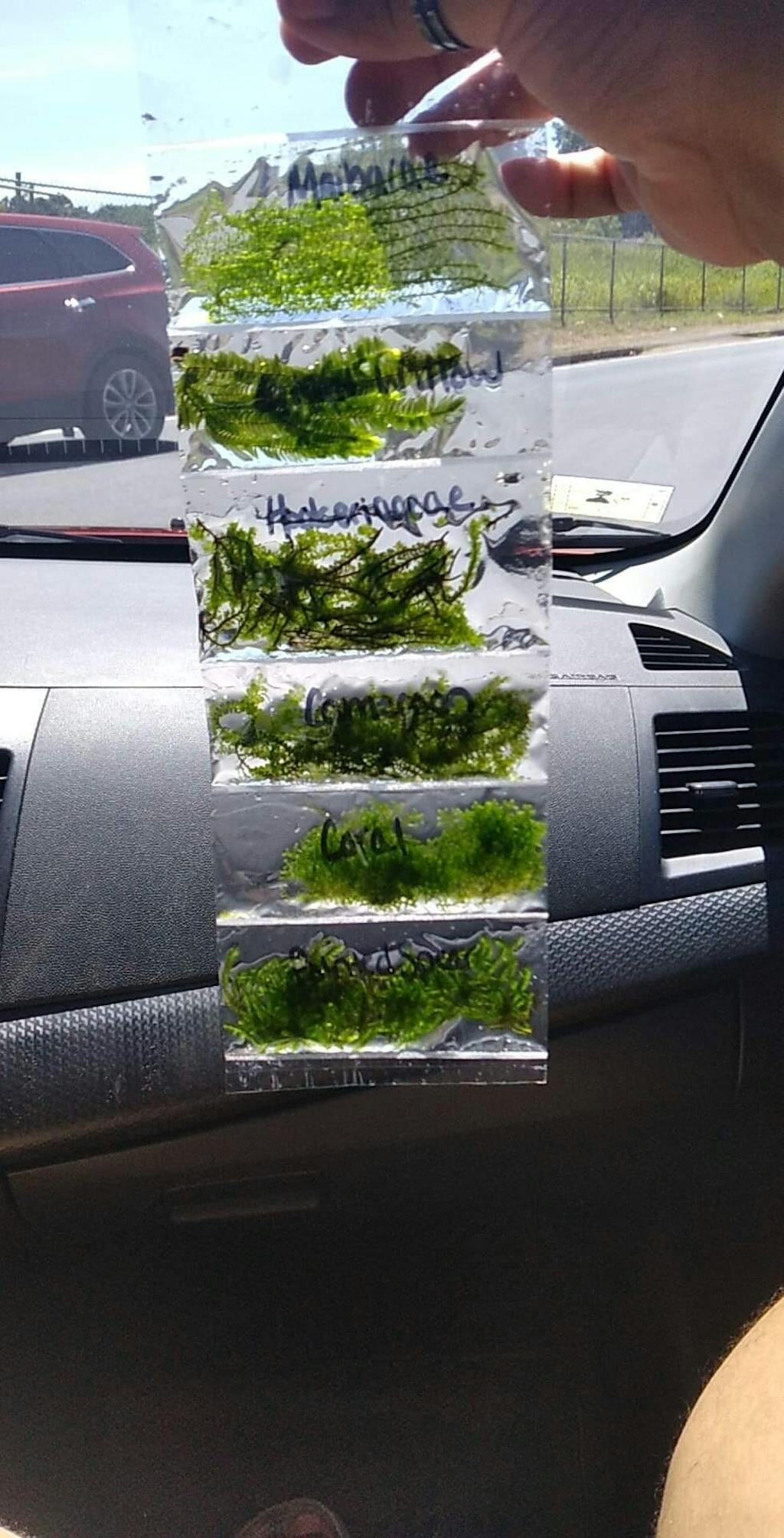 Moss Variety Pack - Lucky Aquatics